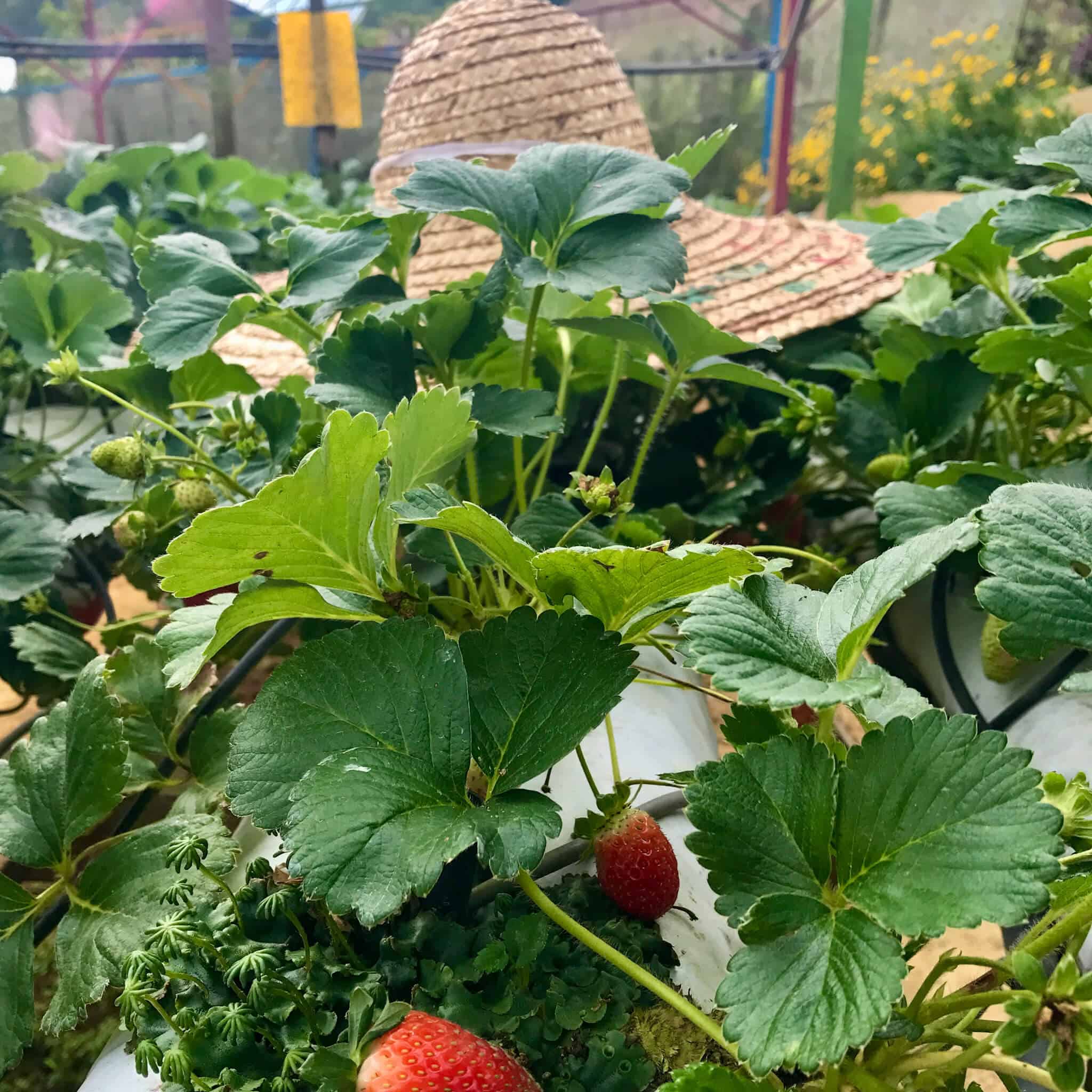 Ten Reasons To Visit Cameron Highlands this 2026 - Truly Expat Travel
