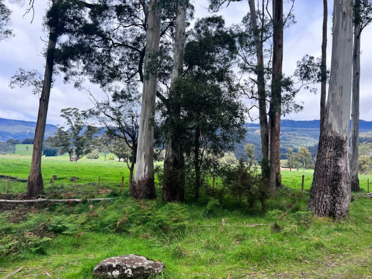 10 Best things to do in Northern Tasmania - Truly Expat Travel