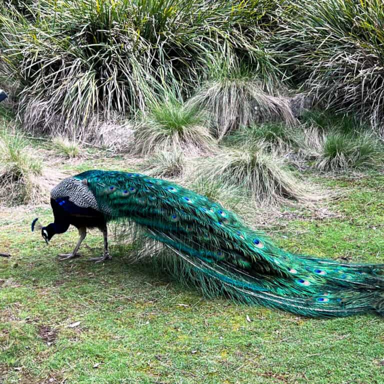 10 Best things to do in Northern Tasmania - Truly Expat Travel