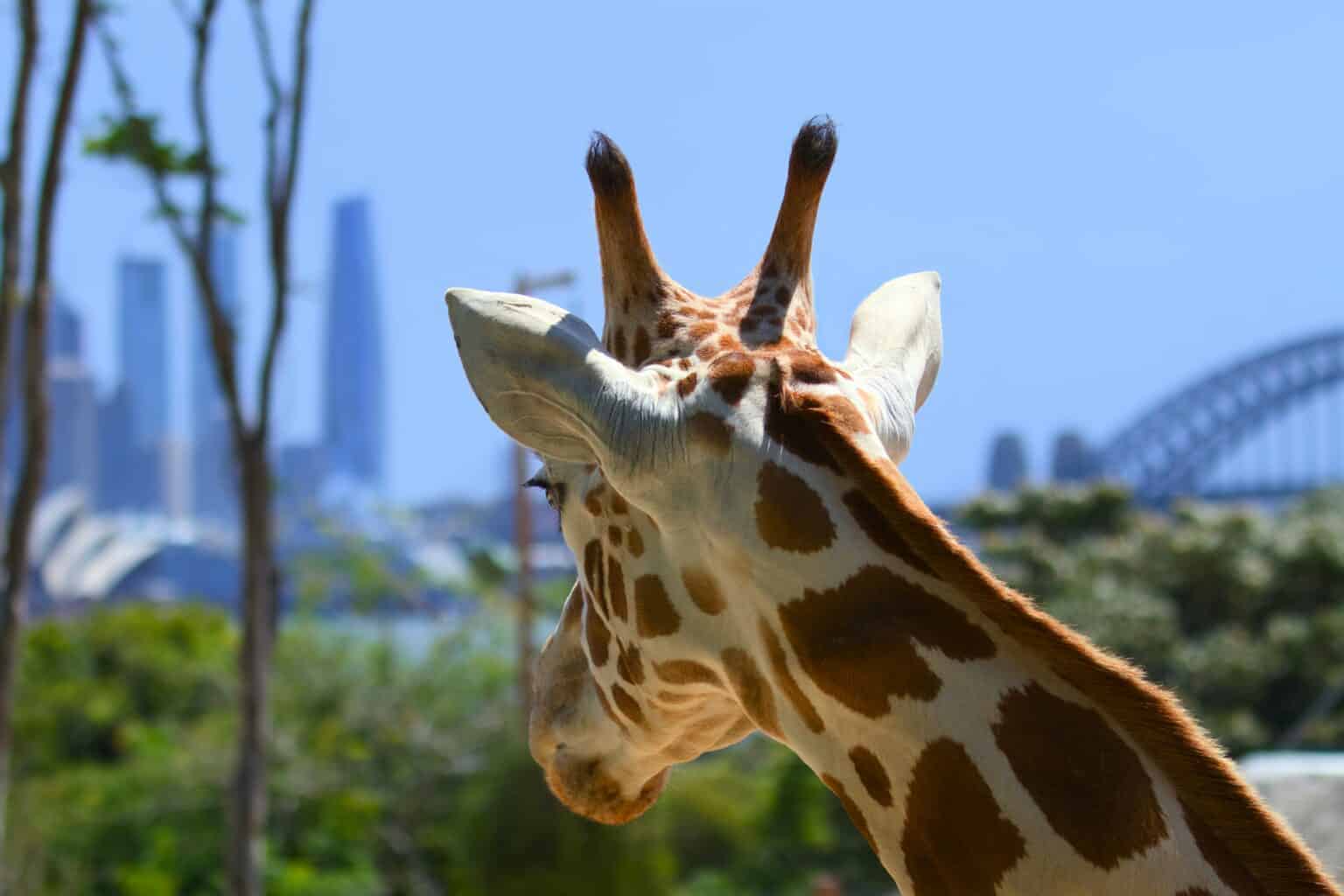 One Week Sydney Itinerary - Truly Expat Travel